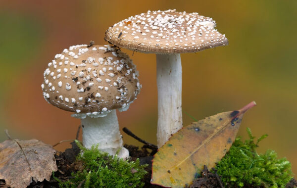 Amanita Muscaria vs. Amanita Pantherina