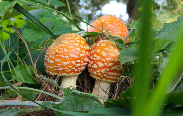 Different Types of Amanita Mushrooms