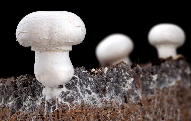 The Popular Agaricus Bisporus Mushroom