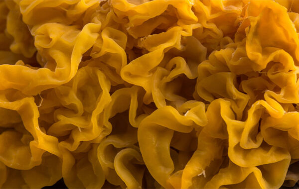 The Benefits and Uses of Tremella Mushrooms